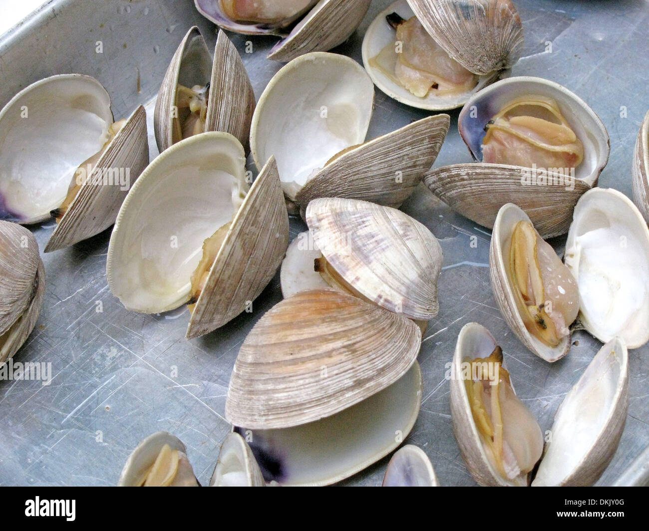 Quahog clam hi-res stock photography and images - Alamy
