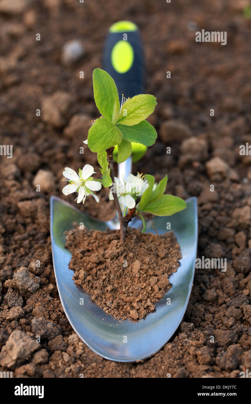 Planting a tree hi-res stock photography and images - Alamy