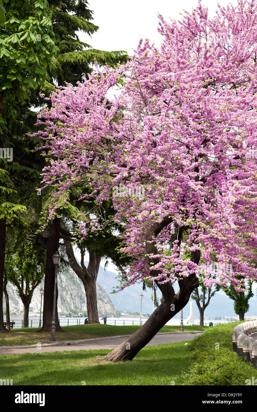 Pink trees italy hi-res stock photography and images - Alamy