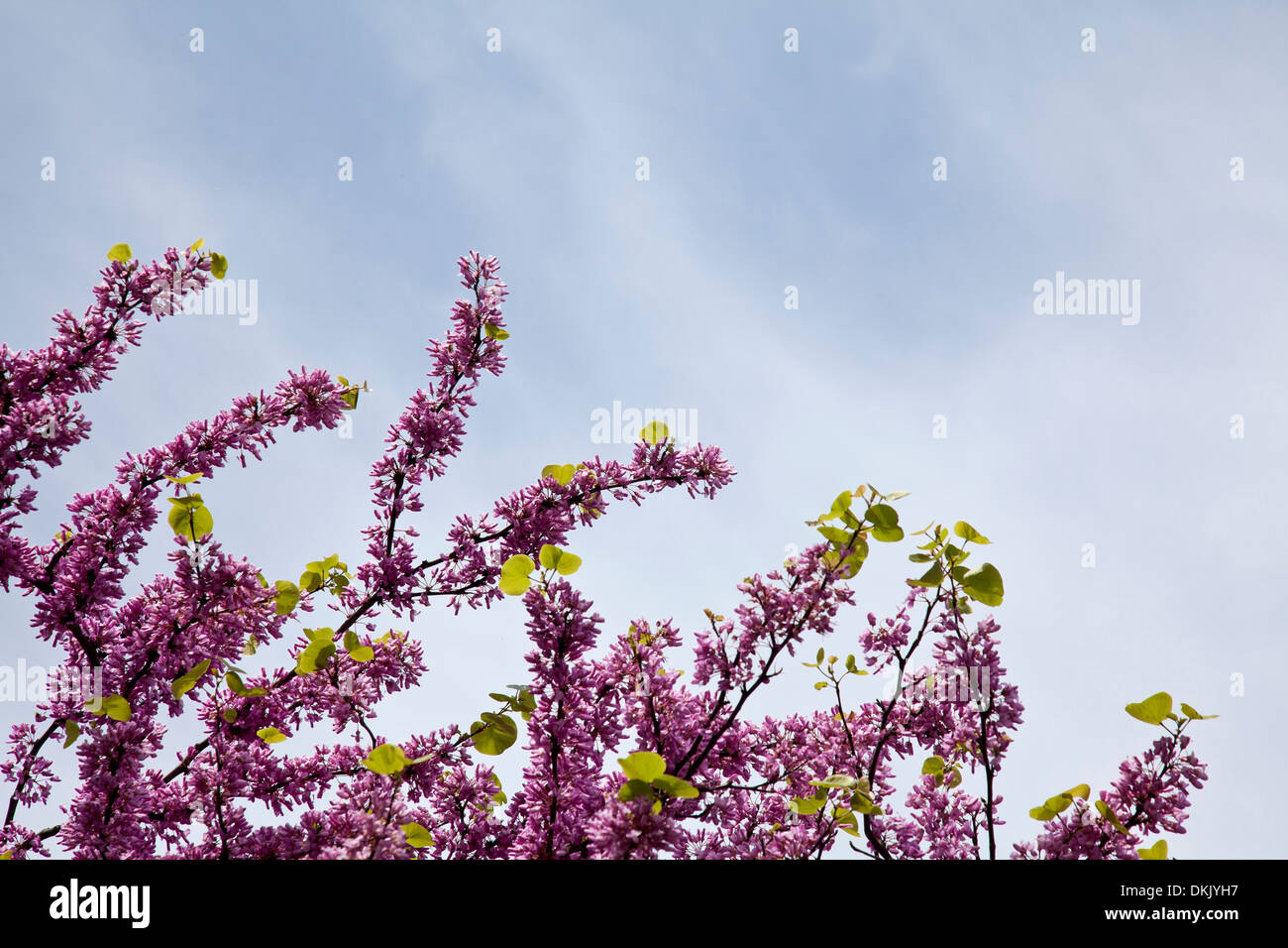 Lakes spring blue sky hi-res stock photography and images - Alamy