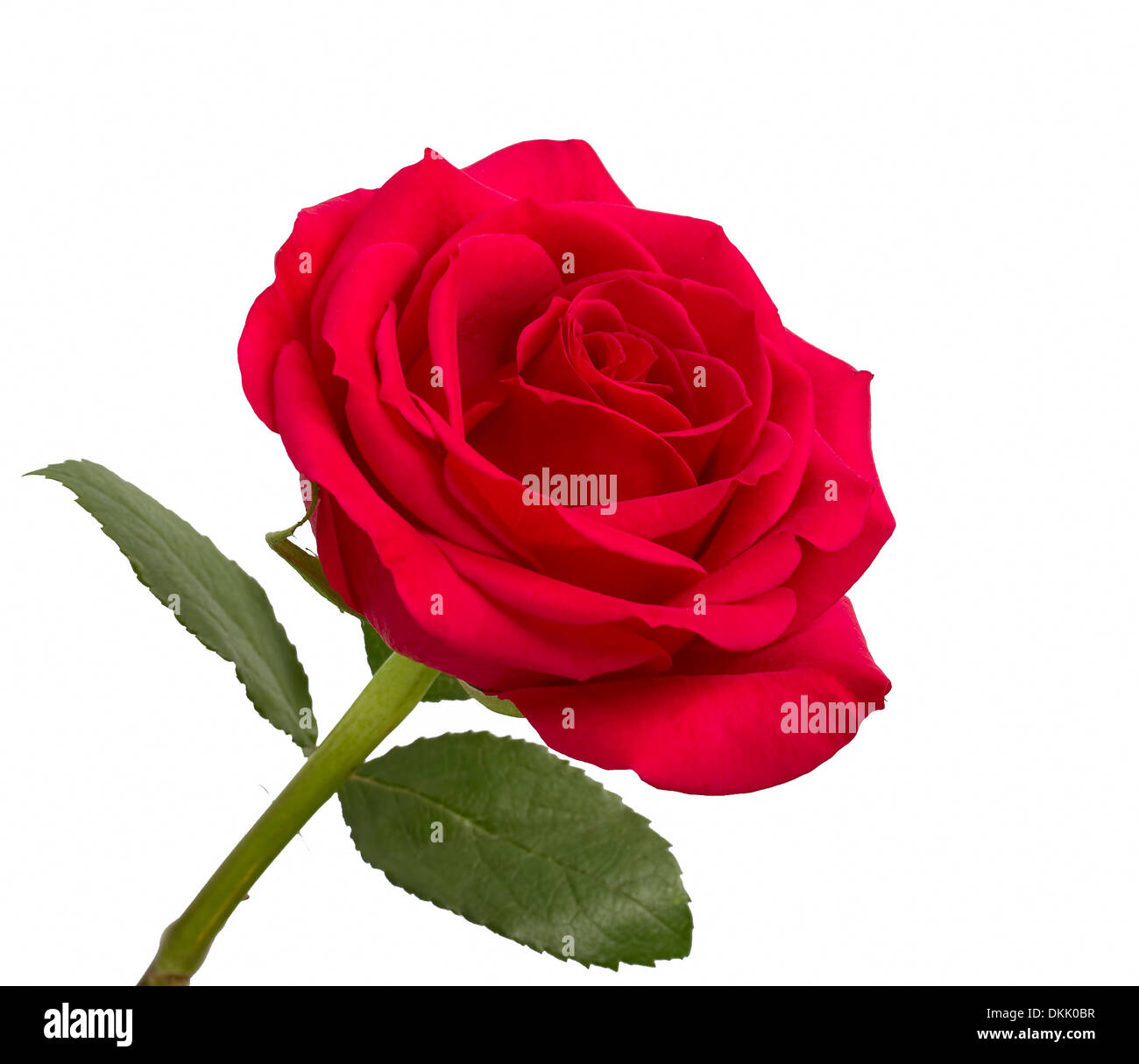 Open red rose with leaves on a white background Stock Photo - Alamy