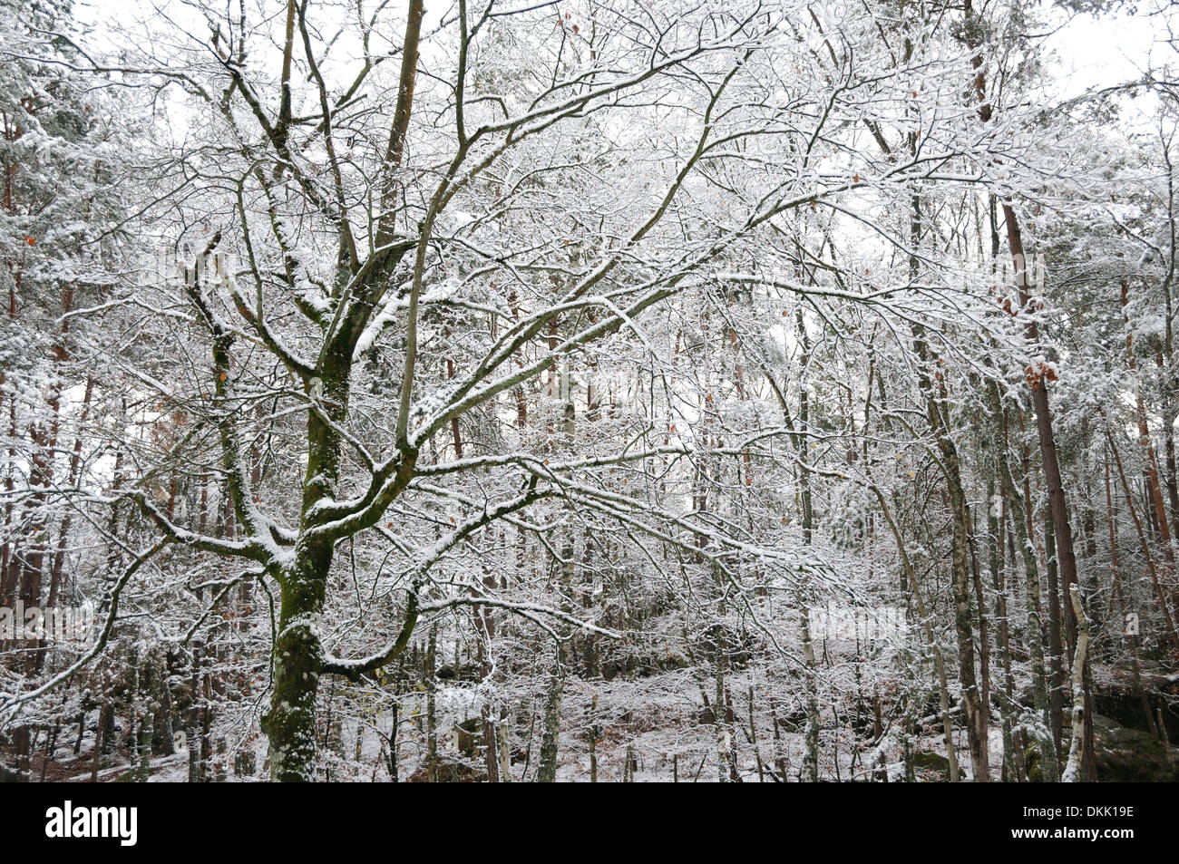 The snowy forest Stock Photo - Alamy