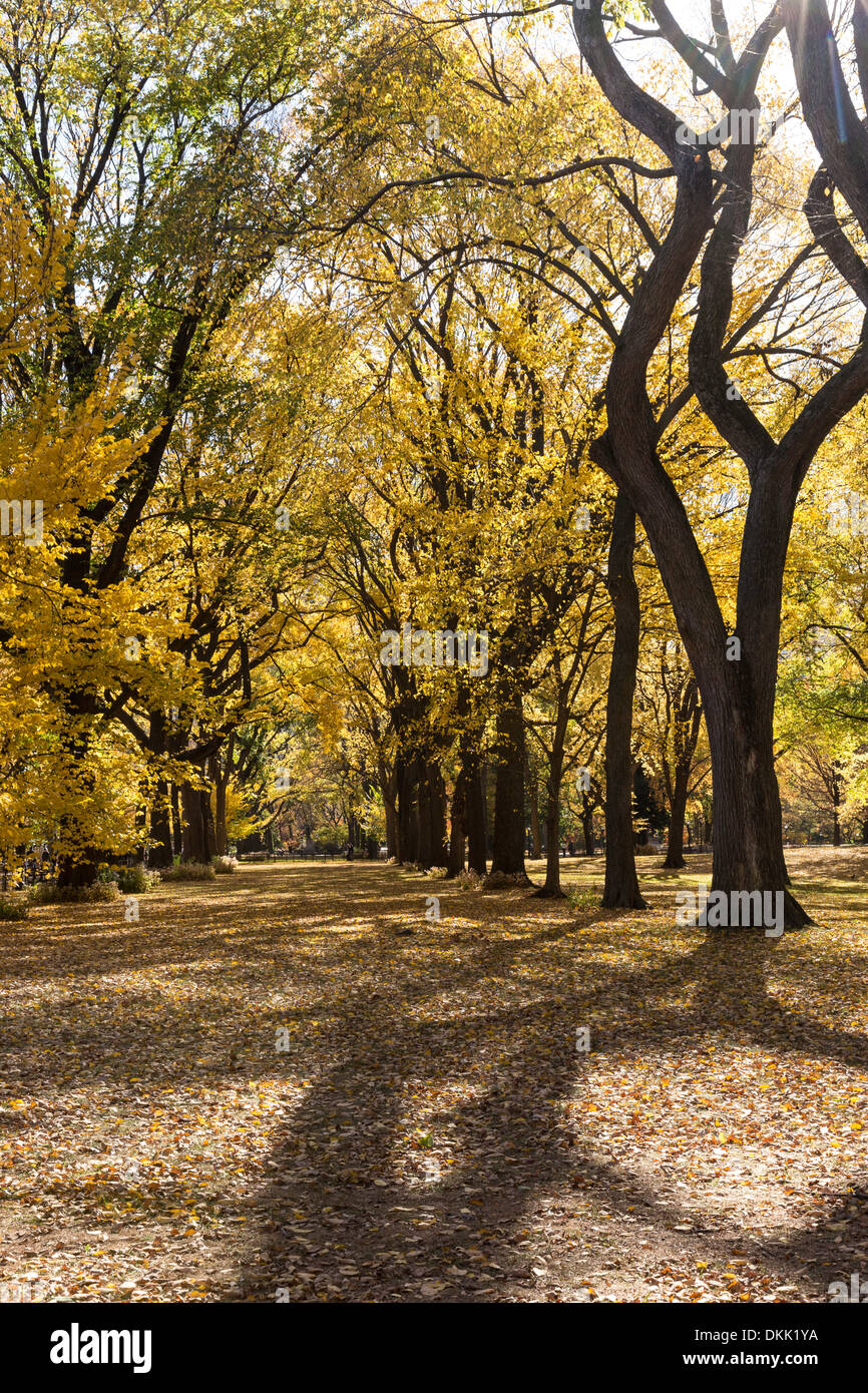 Beautiful scene autumn park hi-res stock photography and images - Alamy