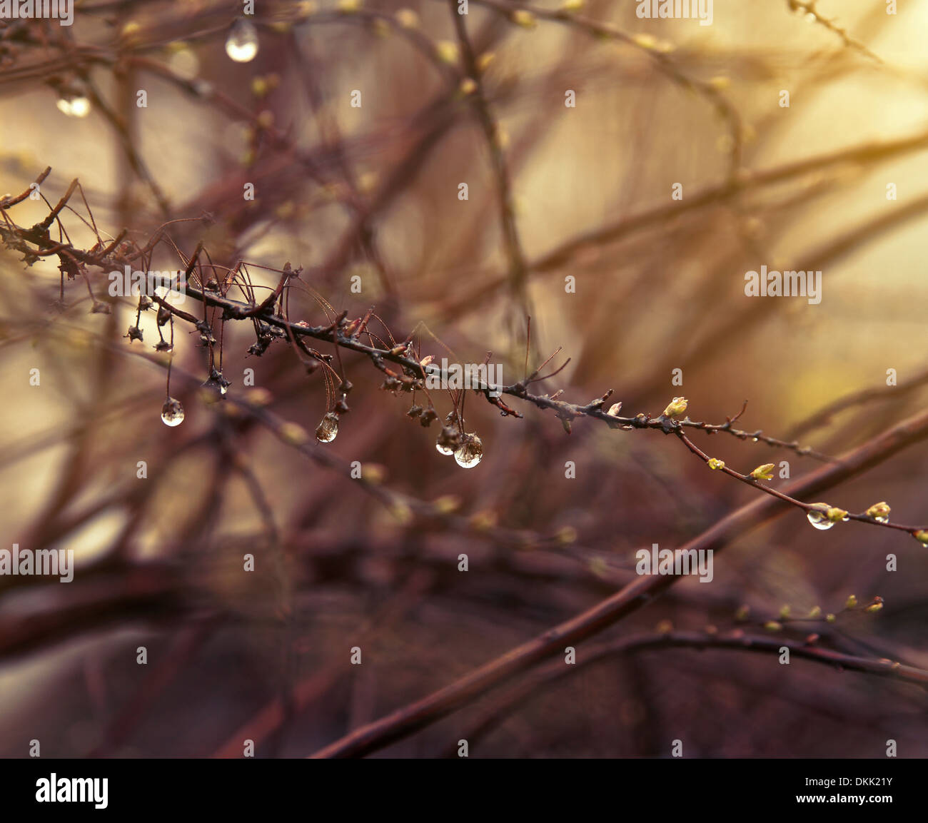 Rain drops on the branches.Nature background Stock Photo - Alamy
