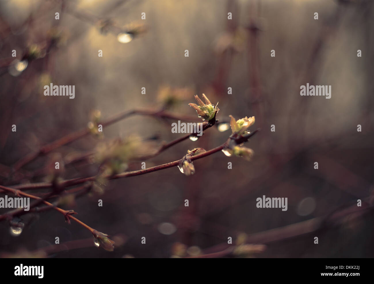 Raindrop on bush branch simple hi-res stock photography and images - Alamy