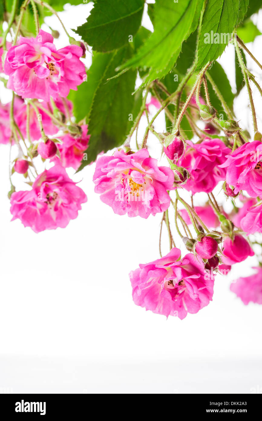 Pink rose bush isolated on white background Stock Photo - Alamy