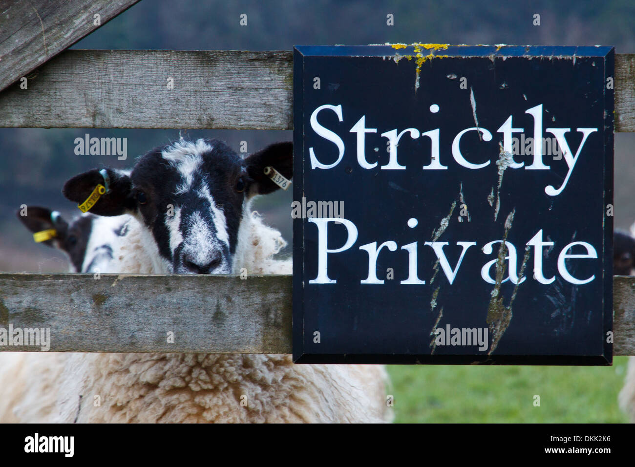 Members only sign hi-res stock photography and images - Alamy