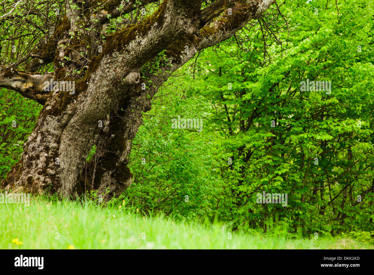 Fairy tale glade with old tree close up Stock Photo - Alamy