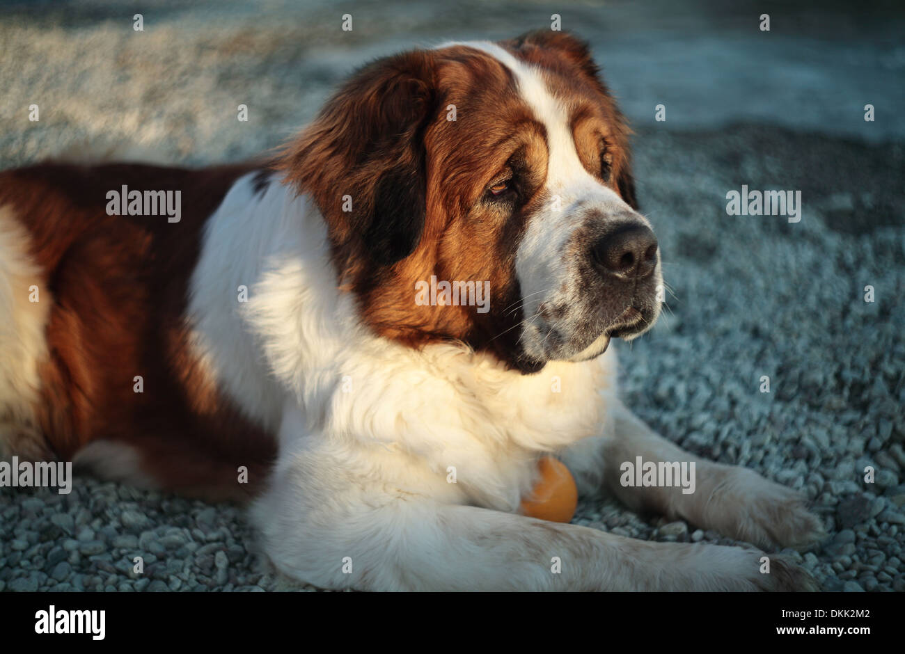 Big dog playing with a ball Stock Photo - Alamy