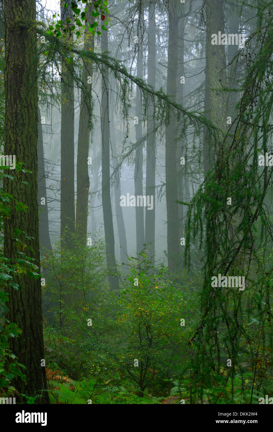 Misty moors hi-res stock photography and images - Alamy