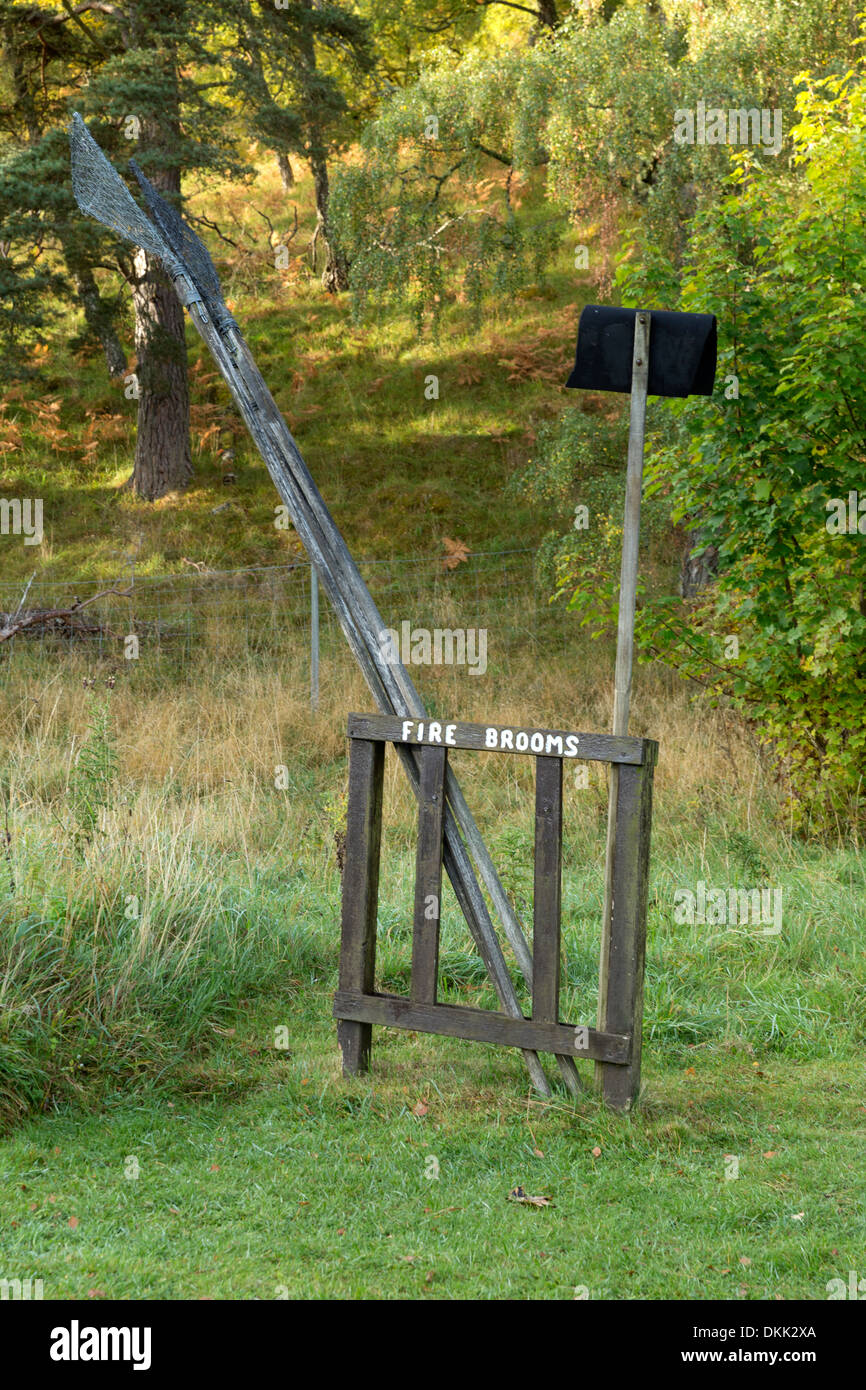 Fire brooms in Rothiemurchus Forest, Cairngorms, Scottish Highlands ...