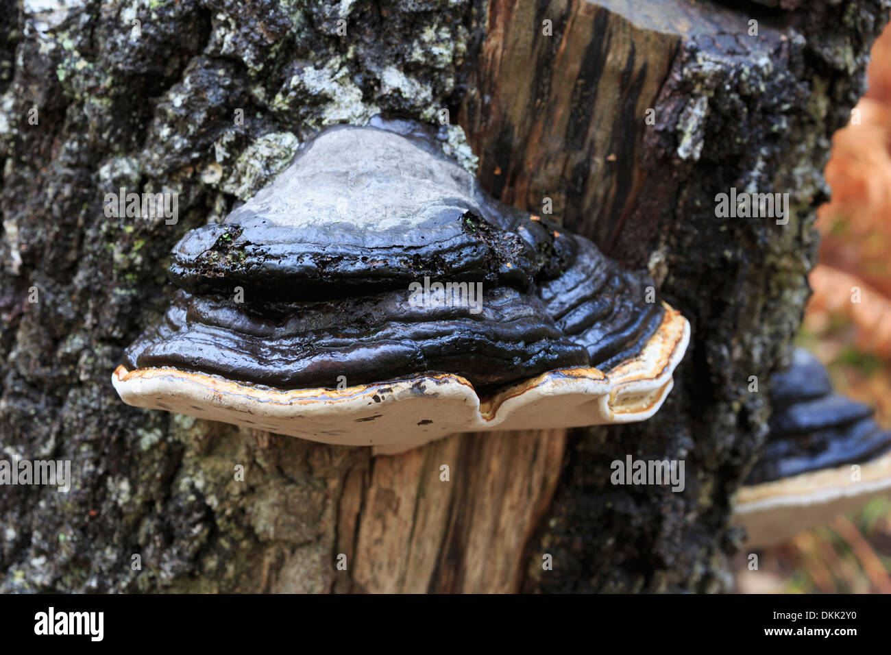 Hoof fungus, Fomes fomentarius growing on a tree in the Scottish ...