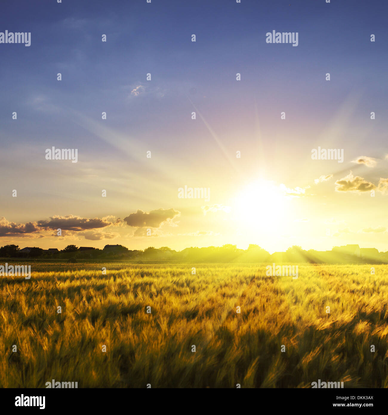 Wheat field over sky with sundown. Nature landscape Stock Photo - Alamy