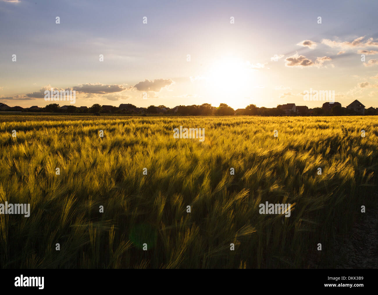 Wheat field over sky with sundown. Nature landscape Stock Photo - Alamy