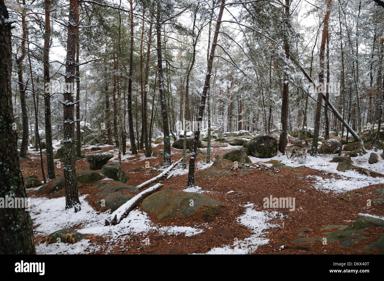 The snowy forest Stock Photo - Alamy