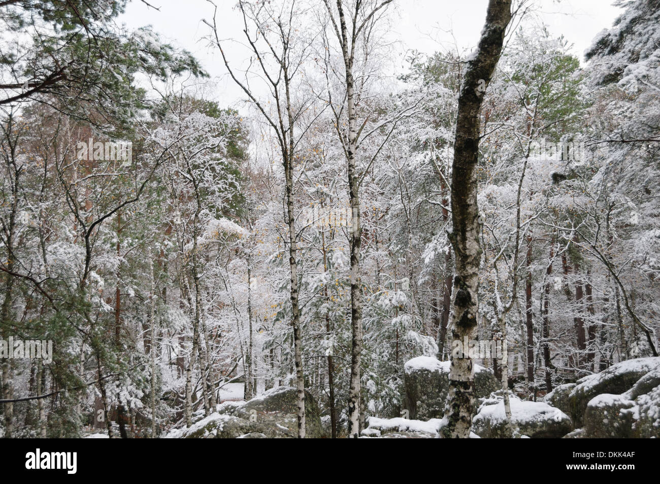 The snowy forest Stock Photo - Alamy