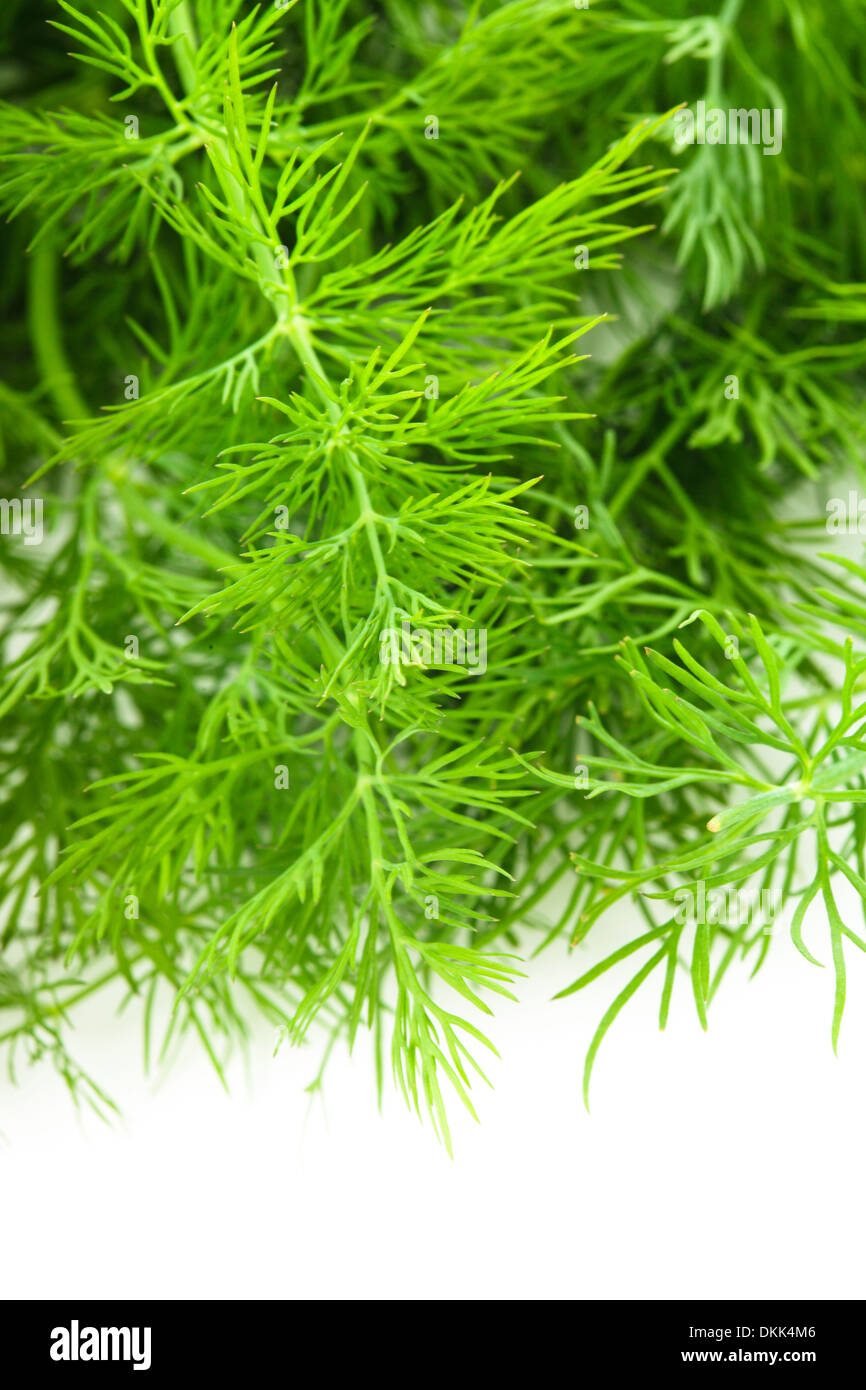 Fresh twigs of green dill isolated on white background Stock Photo - Alamy