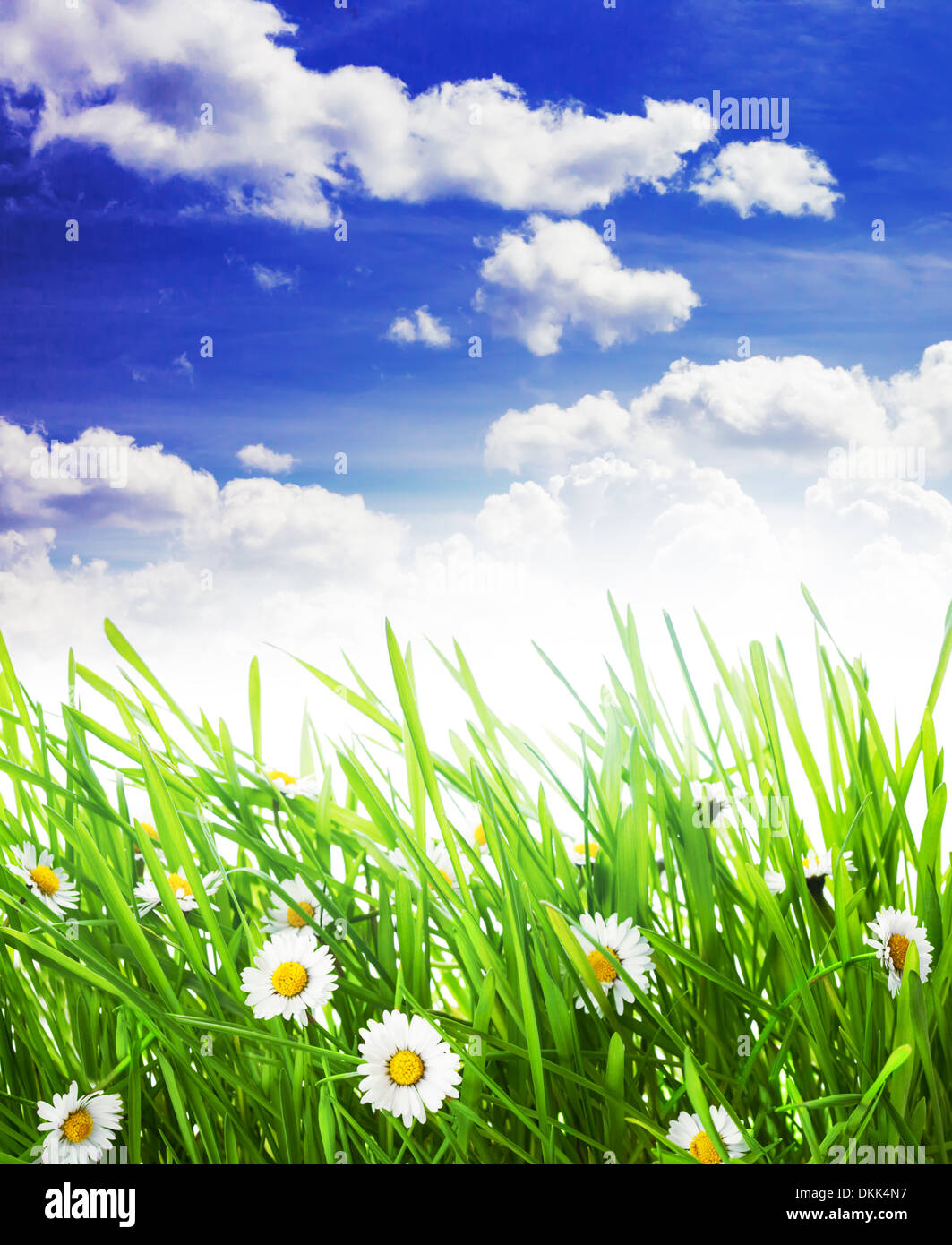 border with grass and flowers over sky background Stock Photo - Alamy