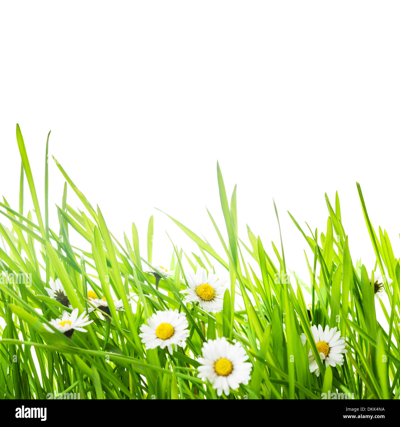 border with green grass and daisy flowers for spring design Stock Photo ...