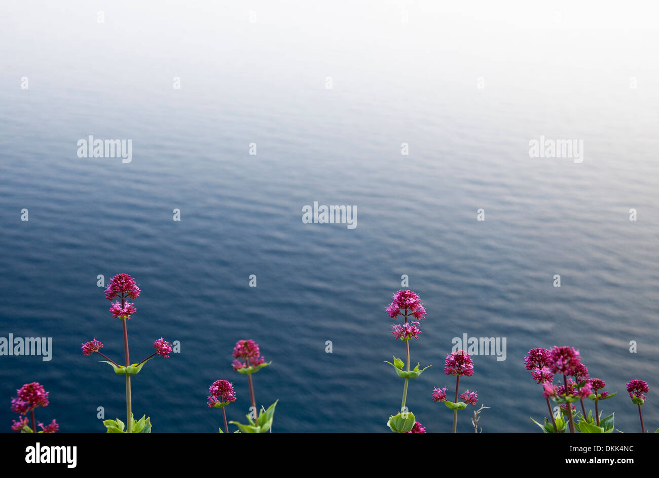 Pink flowers by ocean hi-res stock photography and images - Alamy