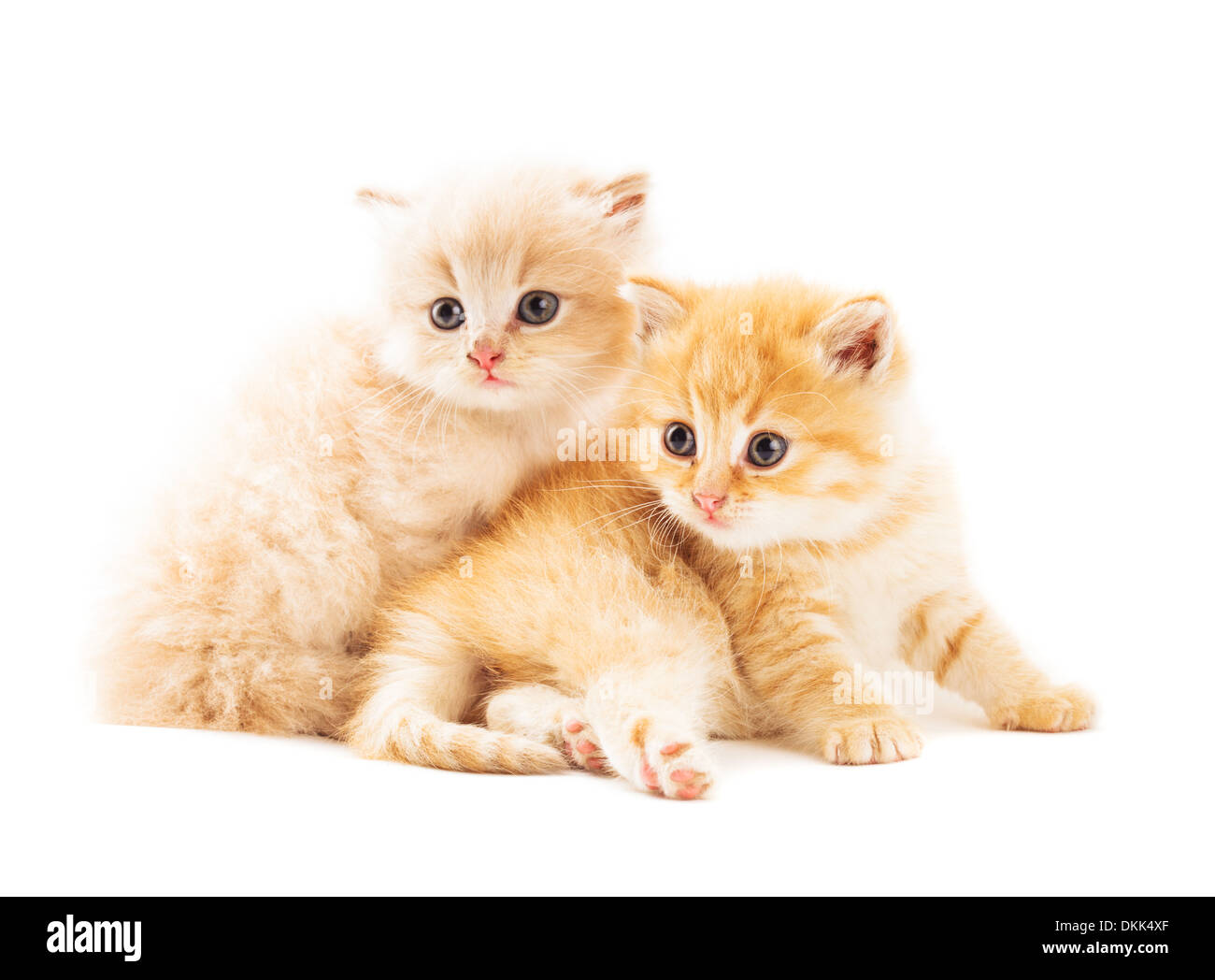 Two ginger kittens lying on white background Stock Photo - Alamy
