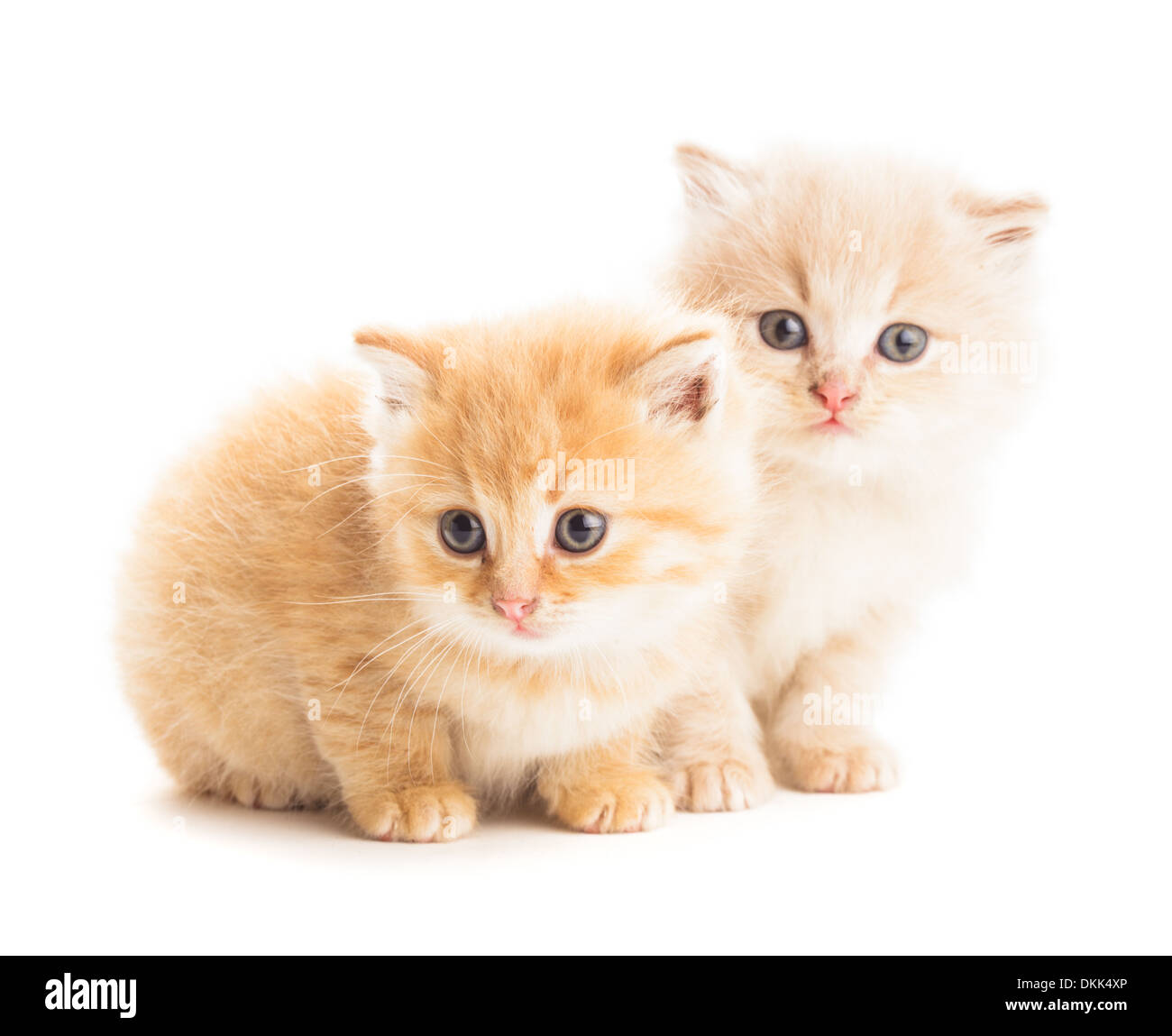 Two red kittens isolated on white background Stock Photo - Alamy