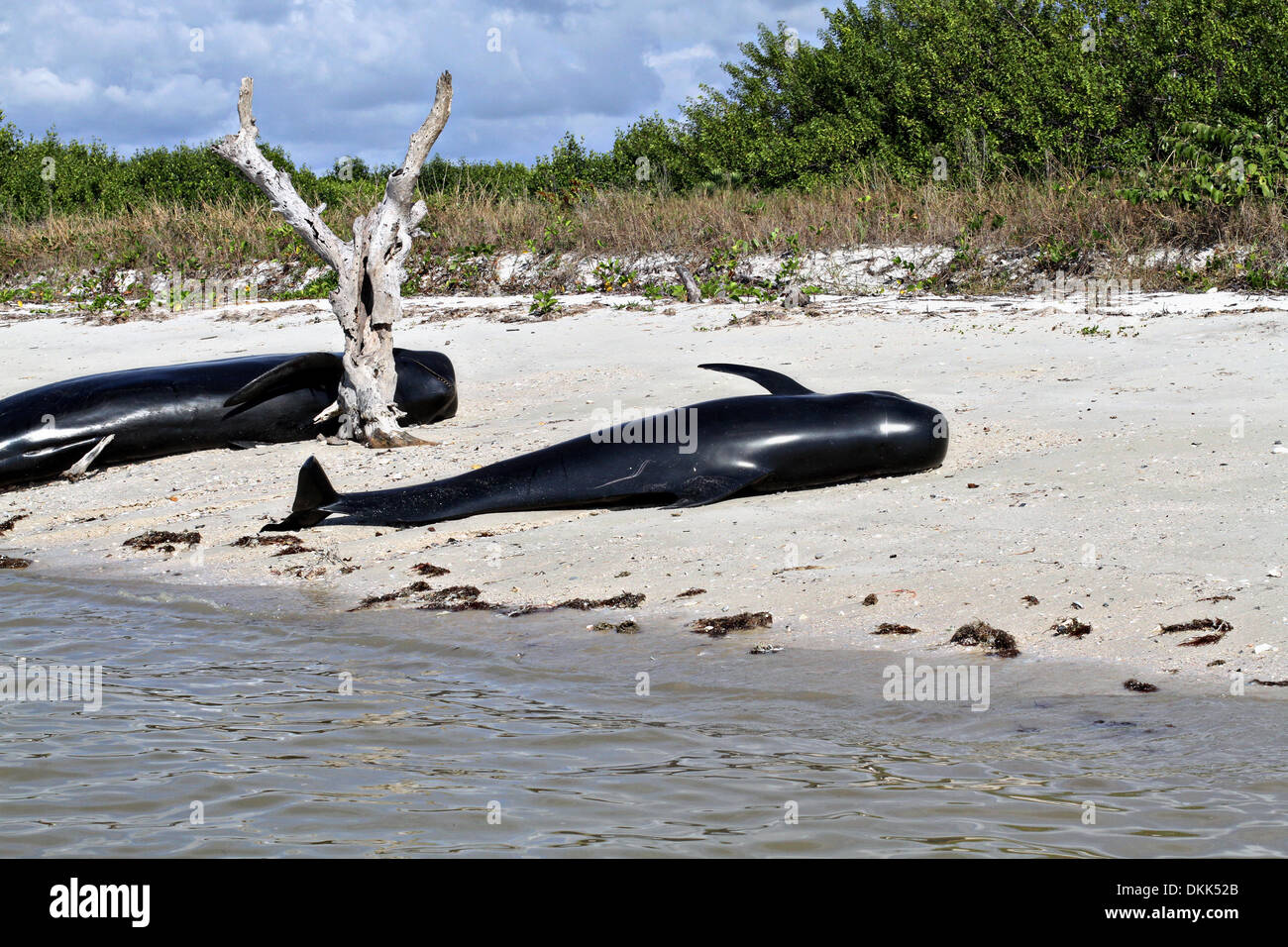 A pod of pilot whales stranded along the coast of Everglades National ...