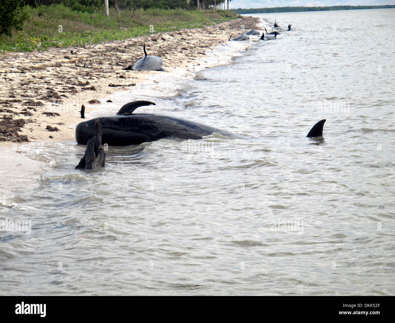 A pod of pilot whales stranded along the coast of Everglades National ...