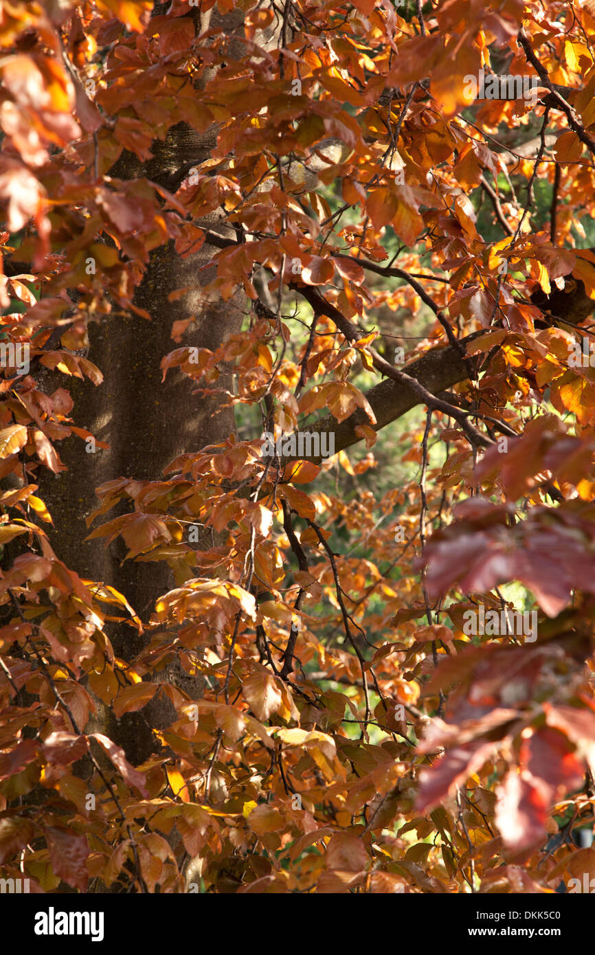Orange leaves tree Stock Photo - Alamy