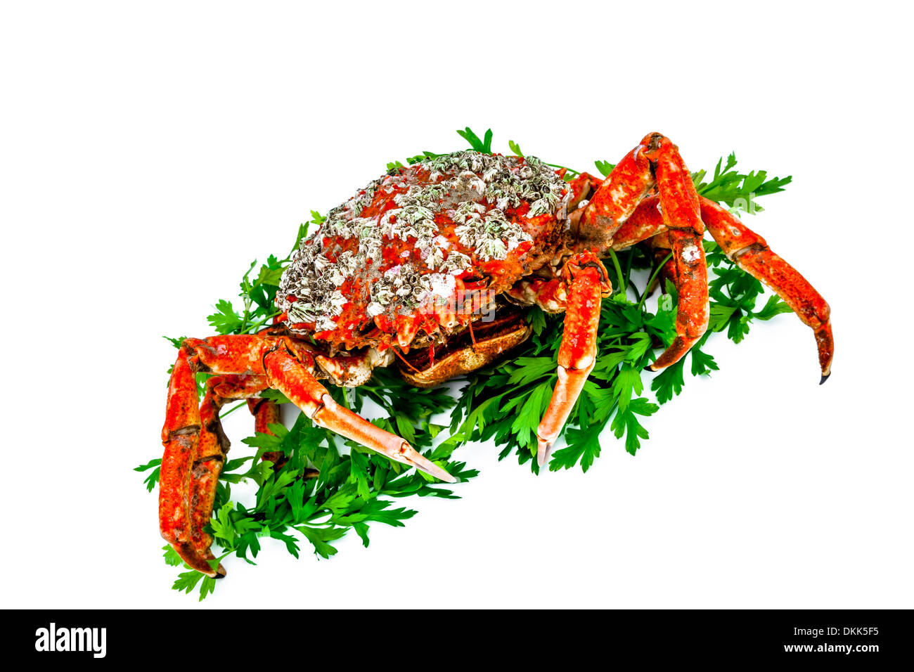 Prepared spider crab hi-res stock photography and images - Alamy