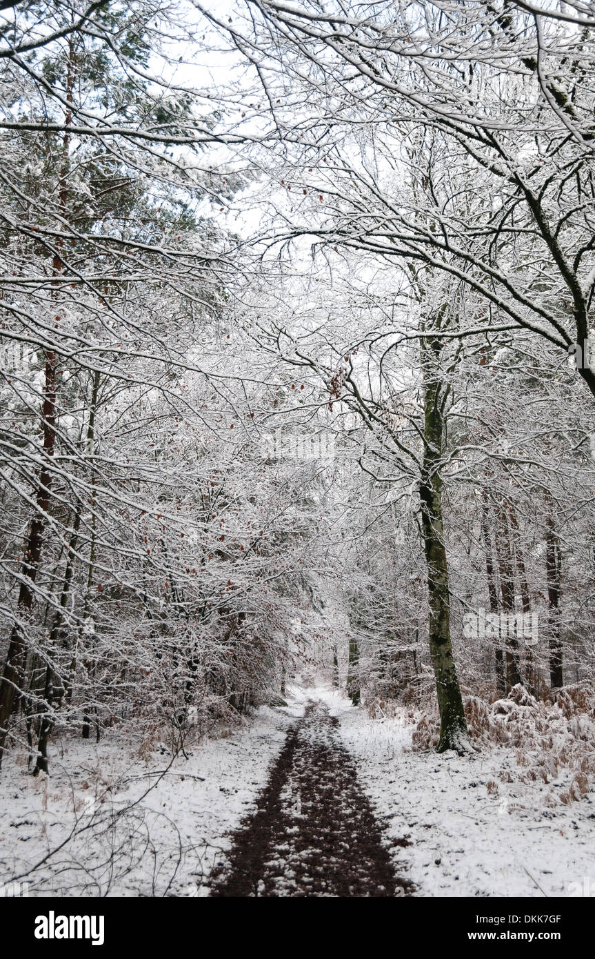 The snowy forest Stock Photo - Alamy