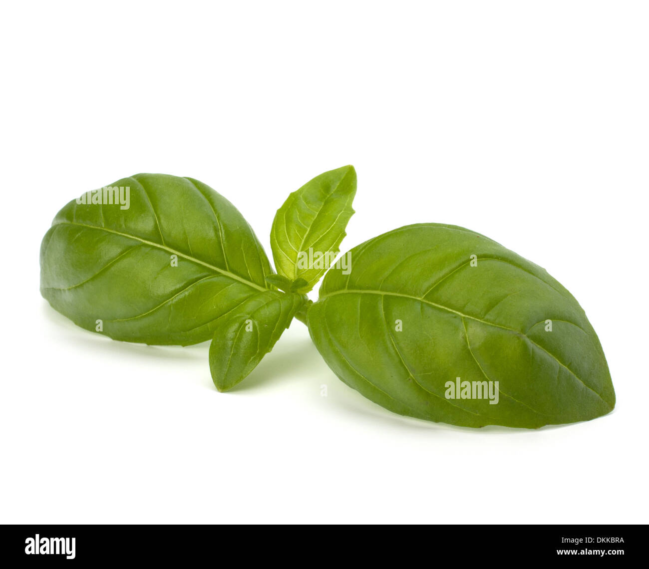 Sweet basil leaves isolated on white background Stock Photo - Alamy