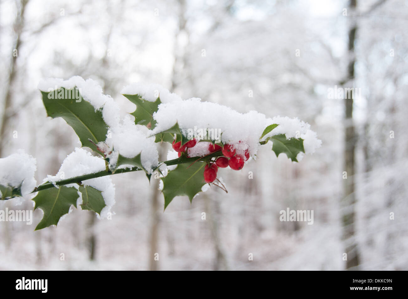 Holly snow hi-res stock photography and images - Alamy