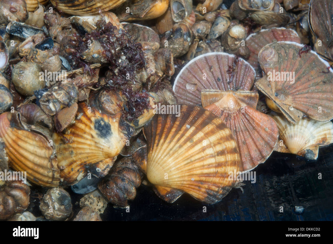Scallop dredge hi-res stock photography and images - Alamy