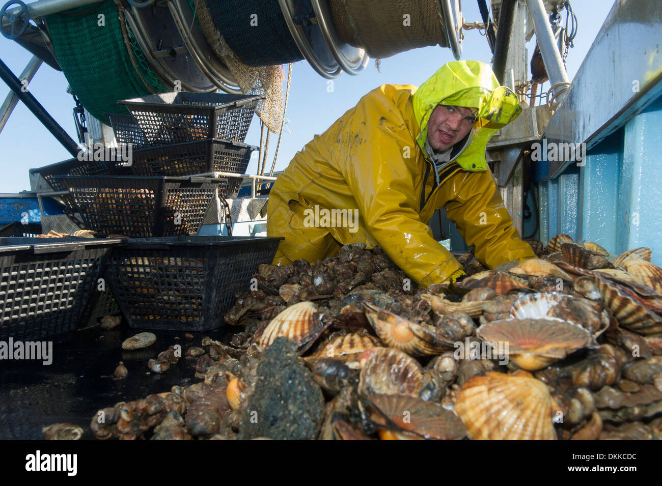 Scalloper hi-res stock photography and images - Alamy