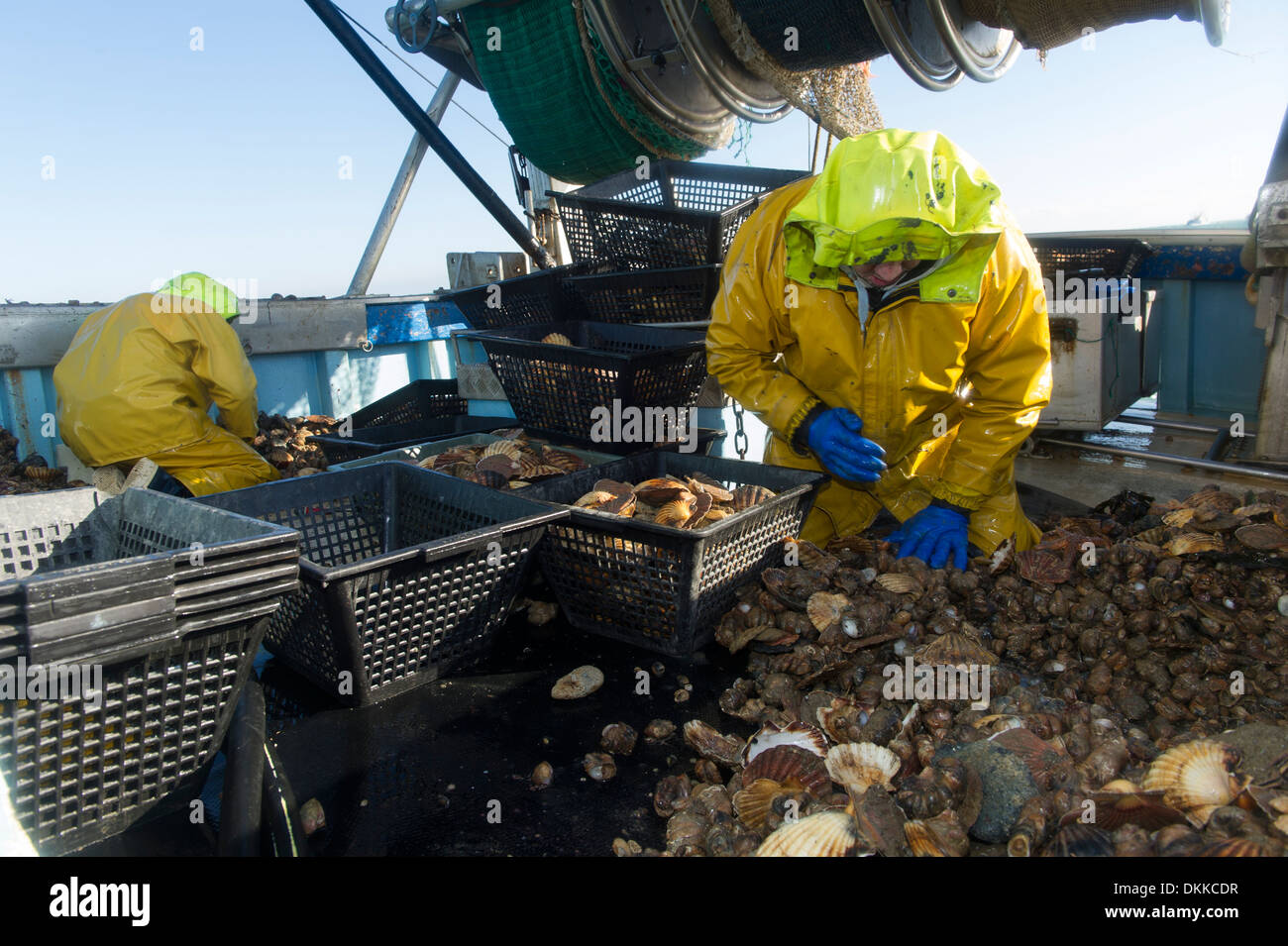 A scalloper crew on their knees is gathering by hand scallops Stock ...
