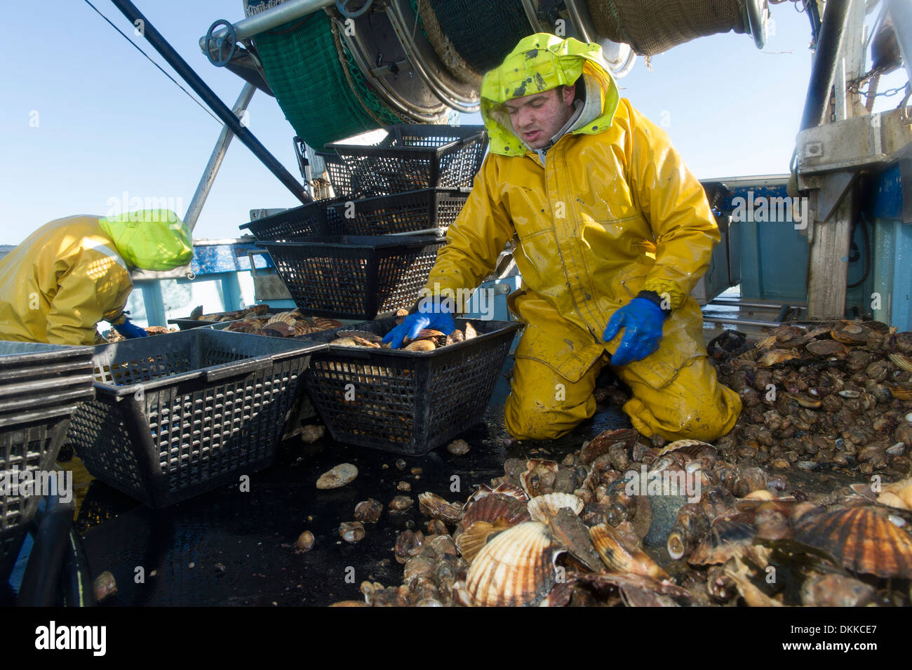 A scalloper crew on their knees is gathering by hand scallops Stock ...