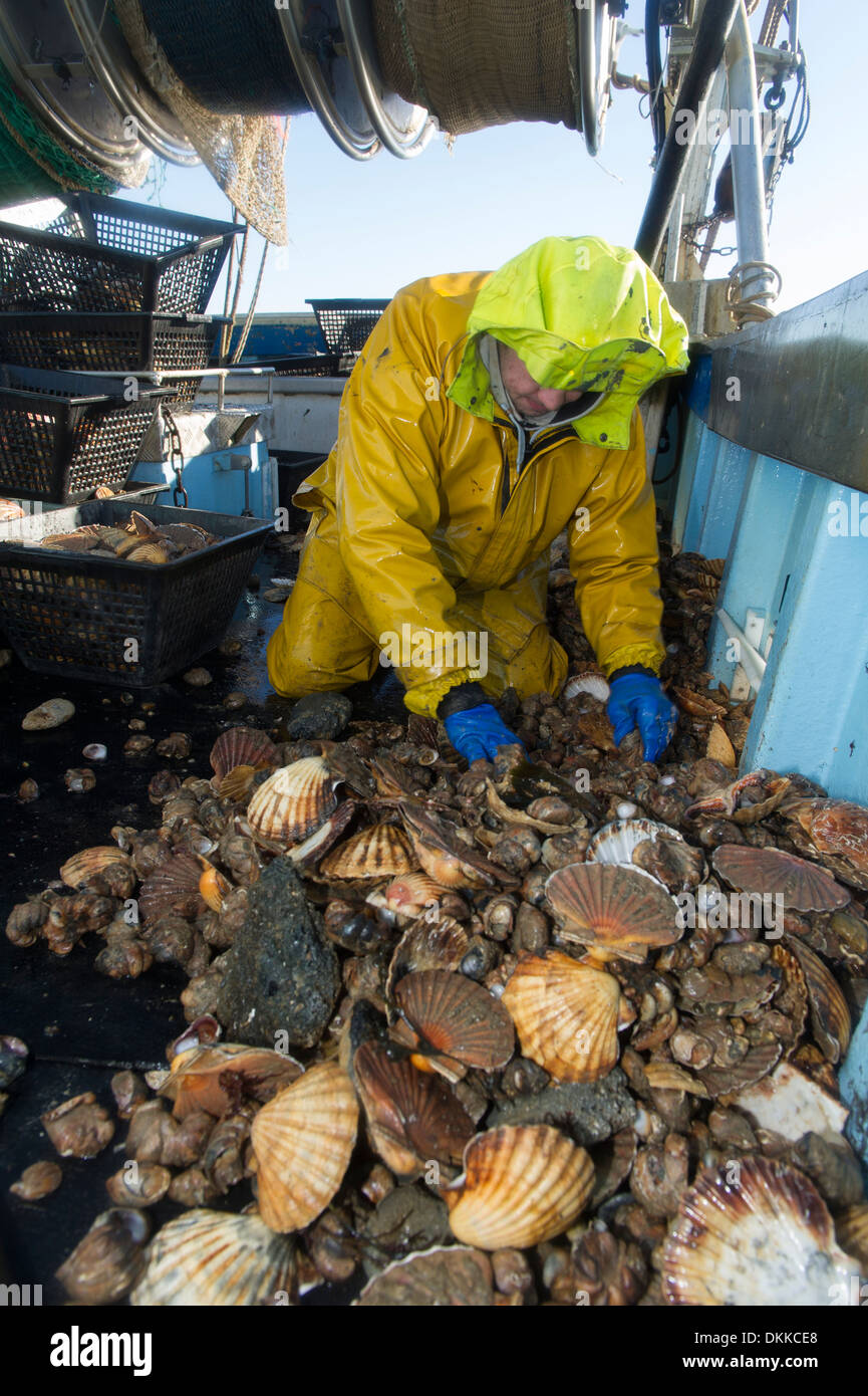 A fisherman on his knees is gathering by hand scallops Stock Photo - Alamy