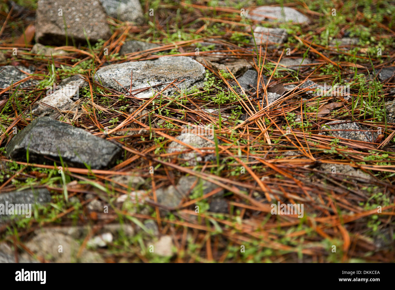 Pine needles and stones on the forest floor Stock Photo - Alamy