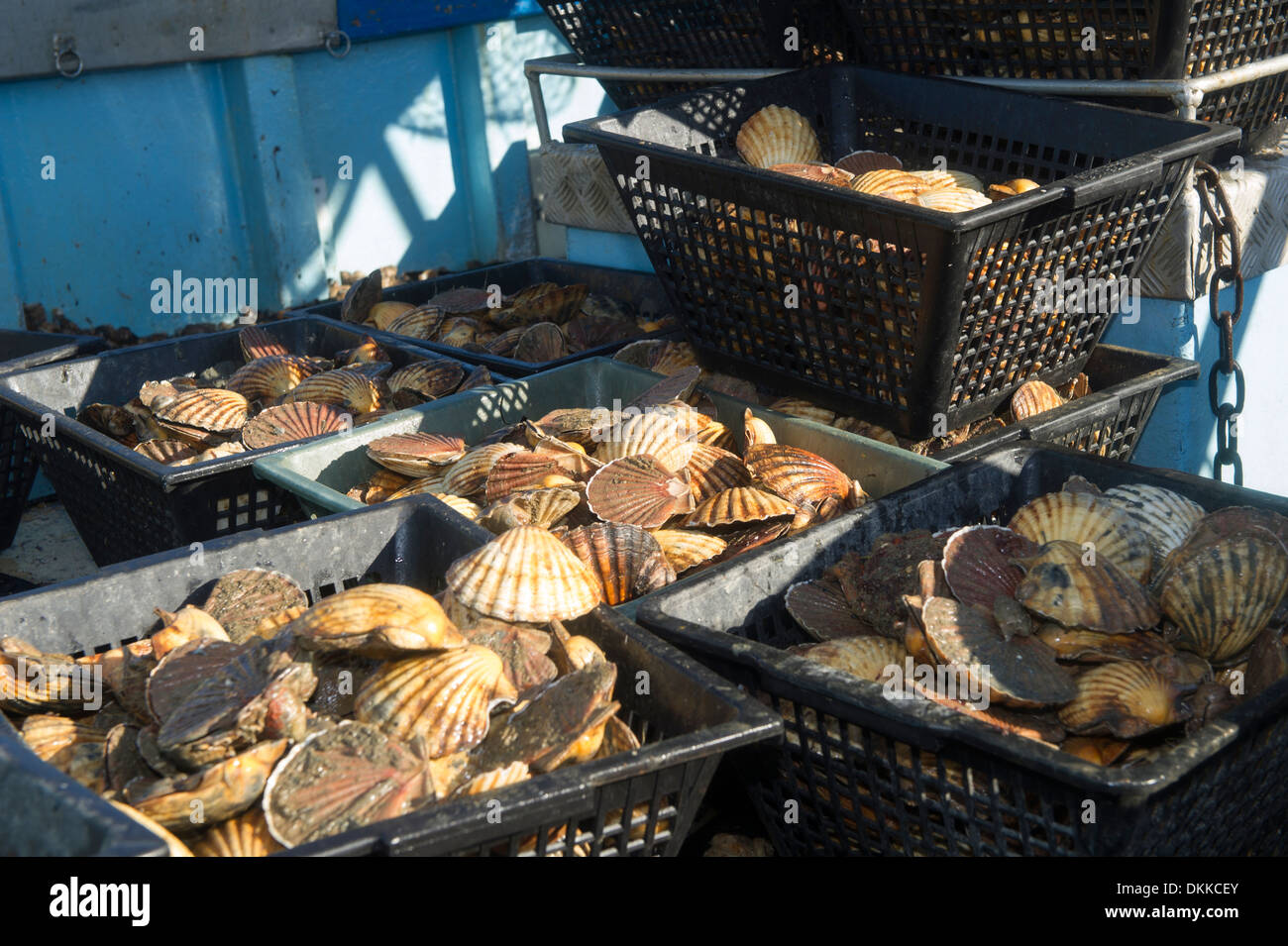 Scallop dredge hi-res stock photography and images - Alamy