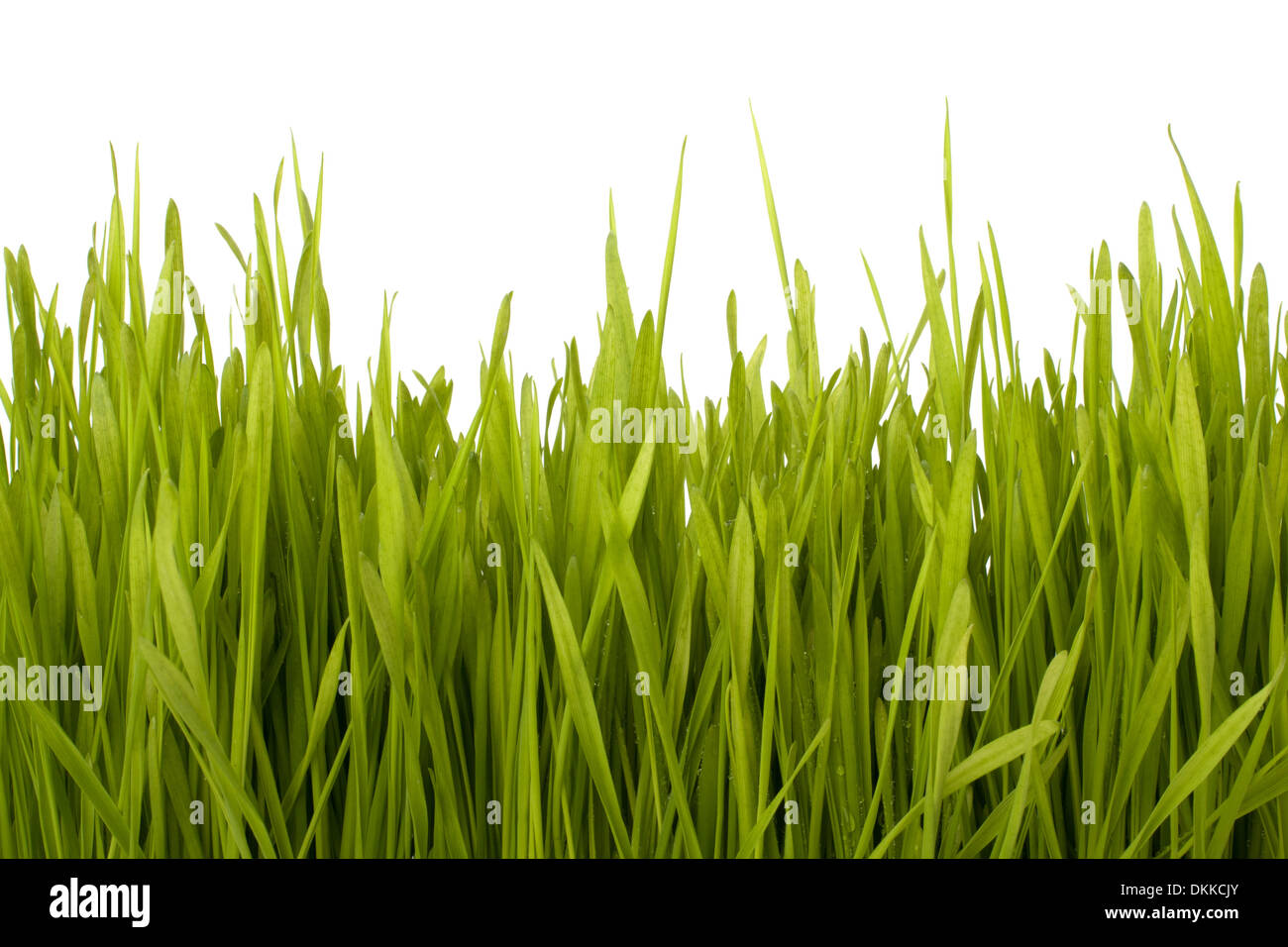 Grass silhouette isolated on white background Stock Photo - Alamy