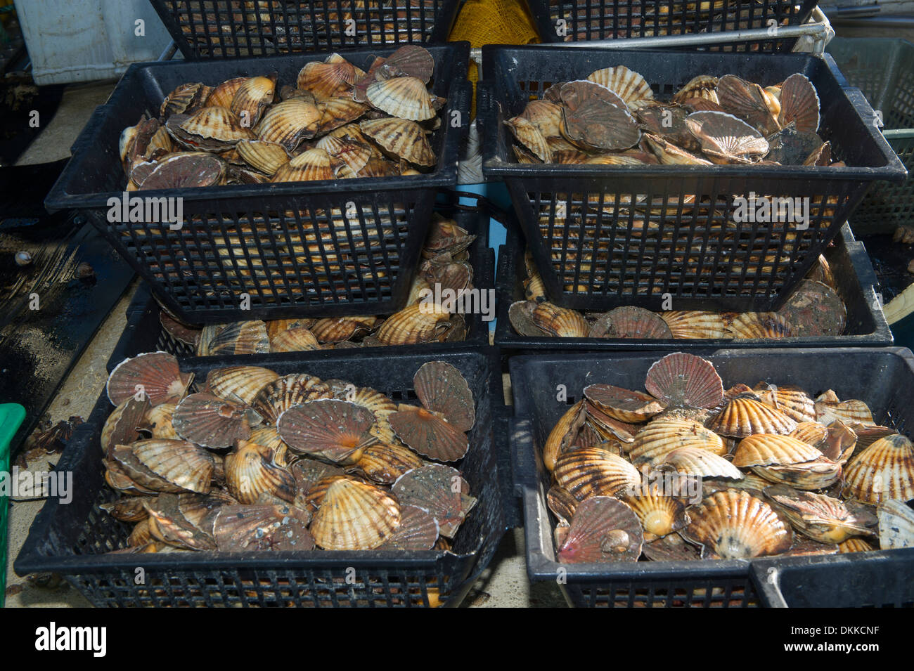 Baskets of scallops ready to be sorted and cleaned on the fishing boat ...
