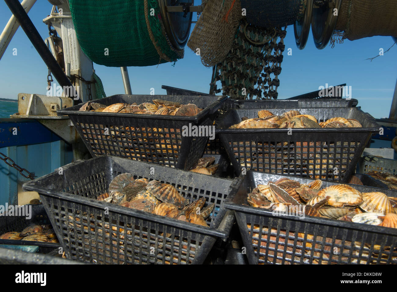 Baskets of scallops ready to be sorted and cleaned on the fishing boat ...