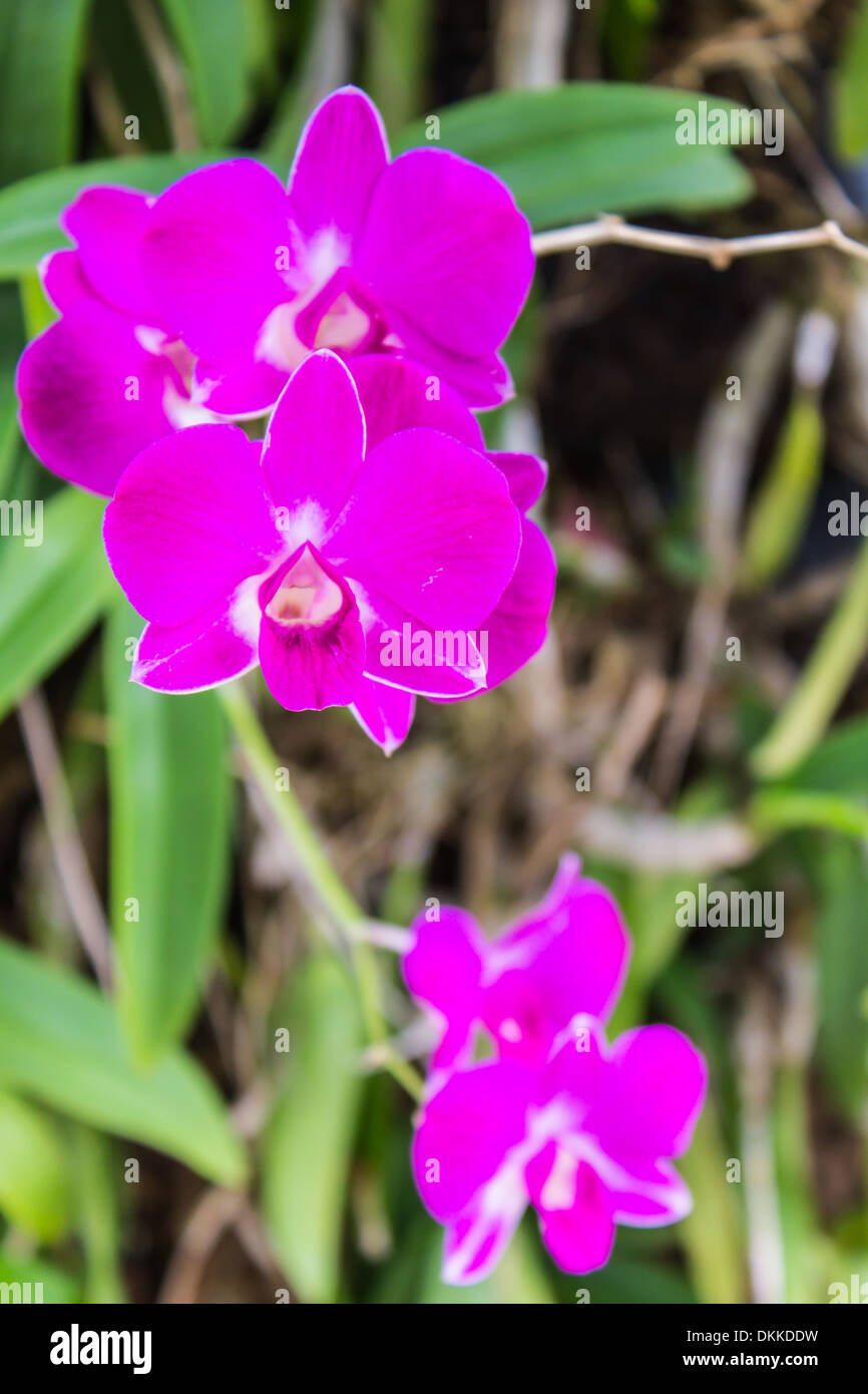 Large orchids hi-res stock photography and images - Alamy