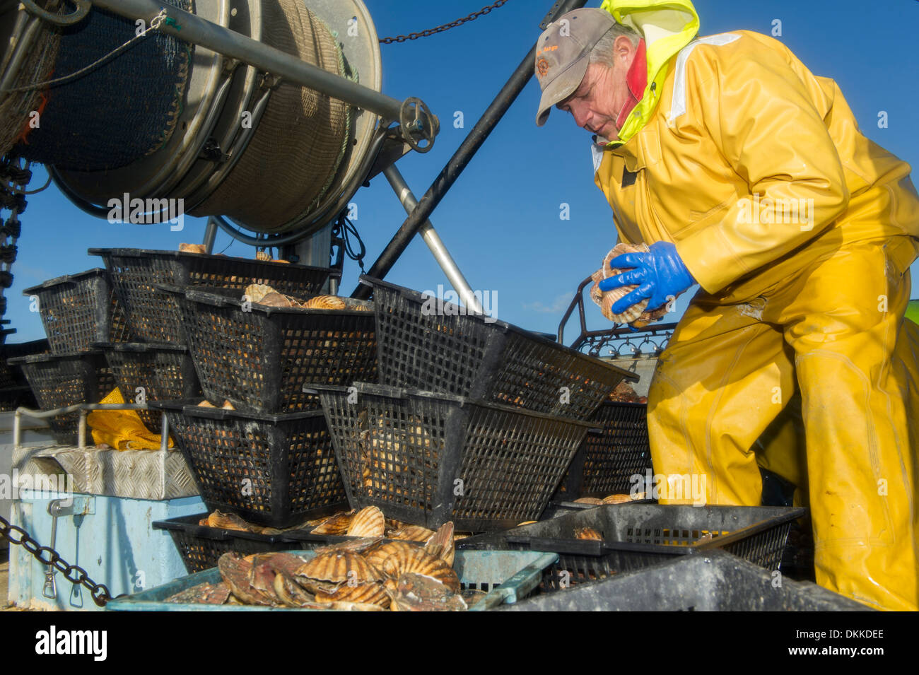 A fisherman on the boat stern is gathering scallops into a basket Stock ...