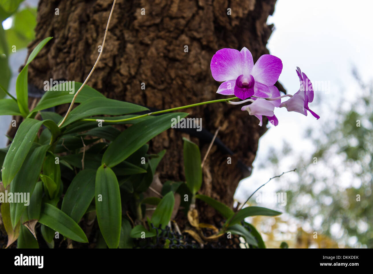 Beautiful multi colored multi orchids hi-res stock photography and ...