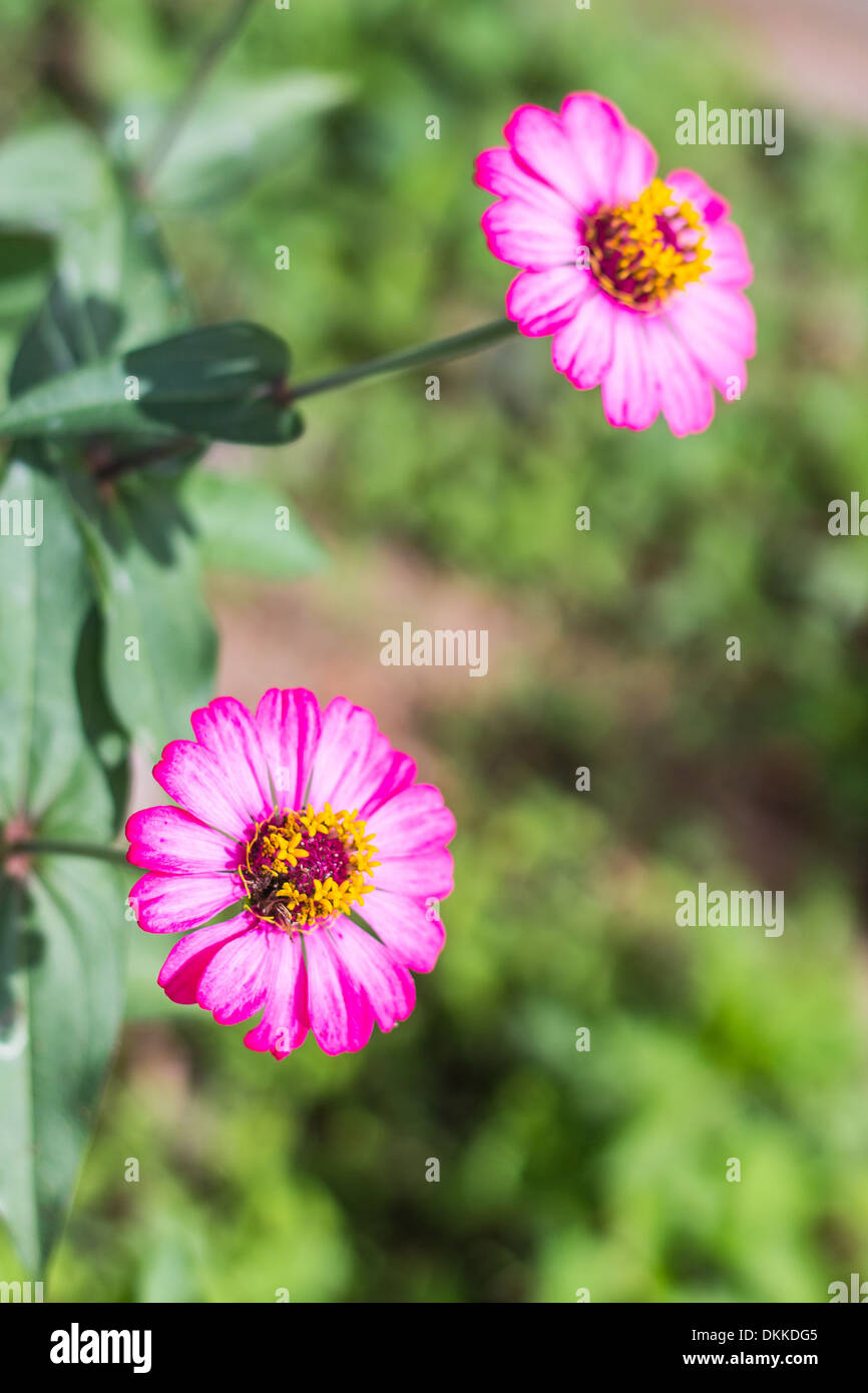 Flower strawflower bracteantha bracteata hi-res stock photography and ...