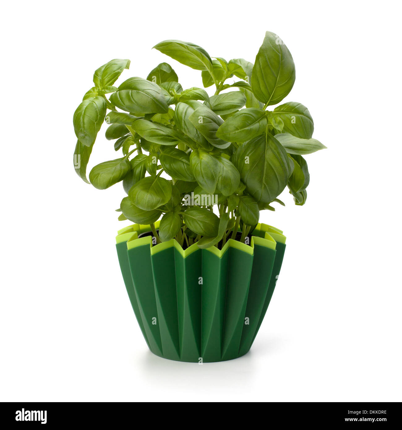 Sweet basil leaves isolated on white background Stock Photo - Alamy