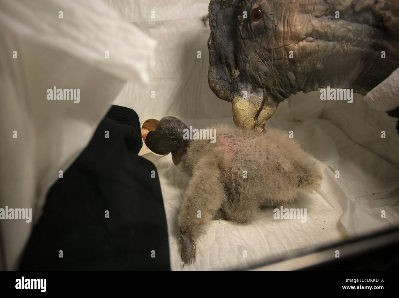 Condor puppet hi-res stock photography and images - Alamy