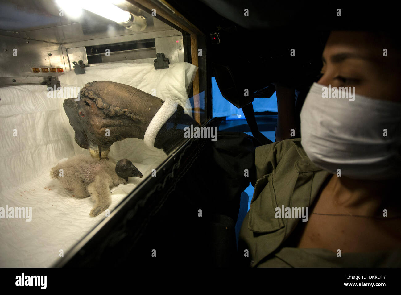 Condor puppet hi-res stock photography and images - Alamy